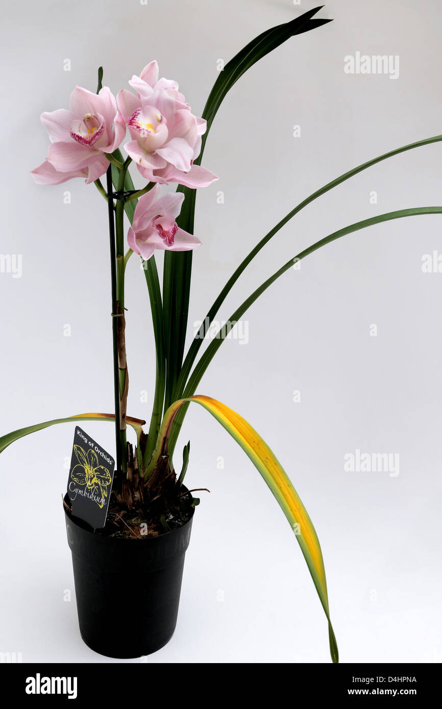 Pink orchid cymbidium hi-res stock photography and images - Alamy