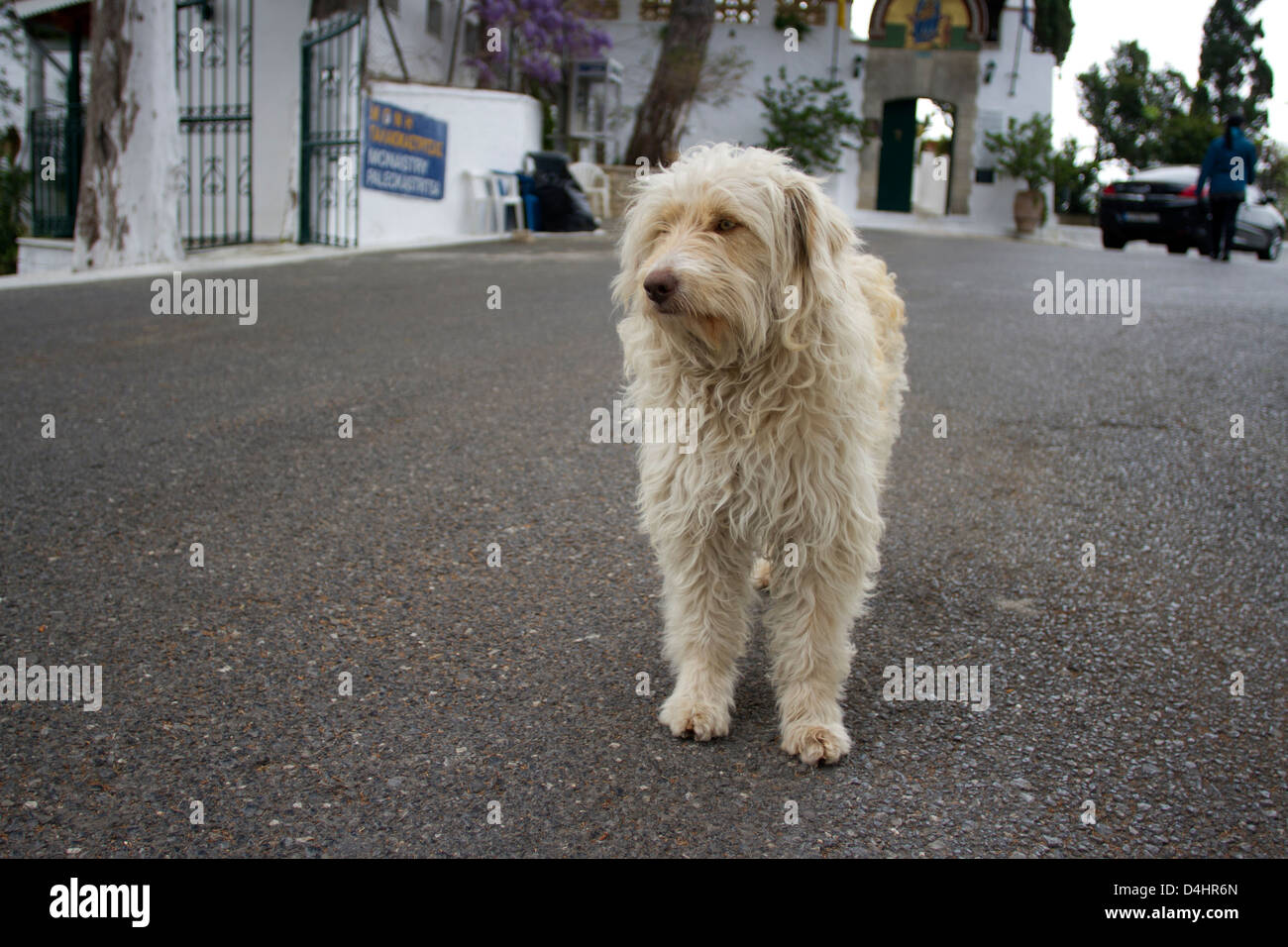 Guard Dog in Corfu Stock Photo - Alamy