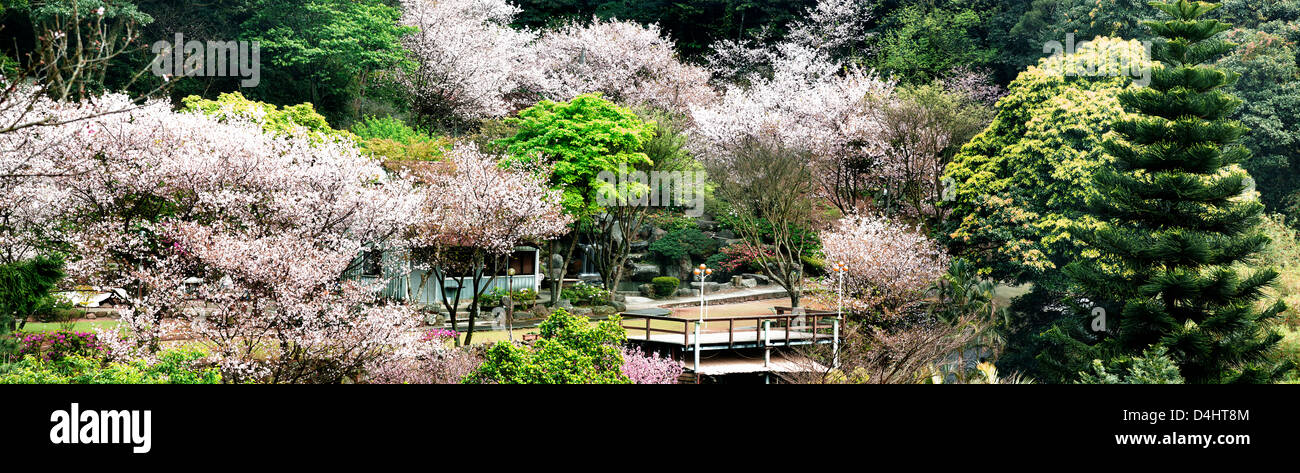 Nice sakura place for adv or others purpose use Stock Photo - Alamy