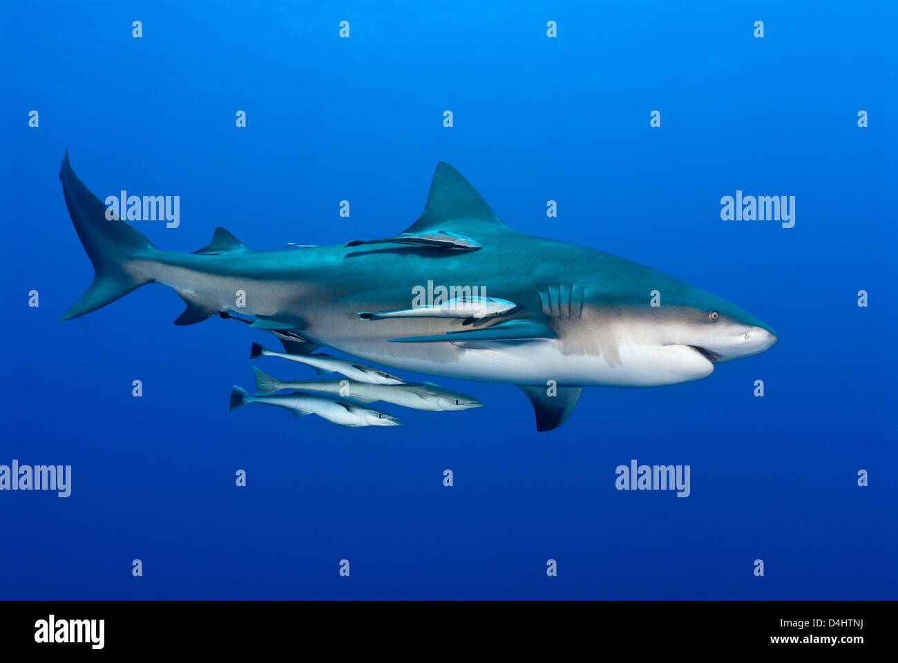 Remora Fish And Great White Shark