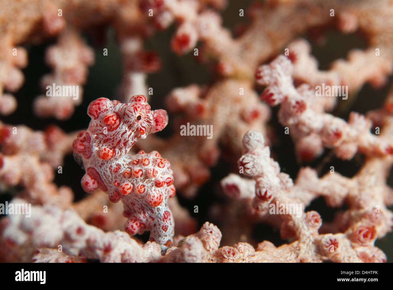 Pygmy seahorse hi-res stock photography and images - Alamy