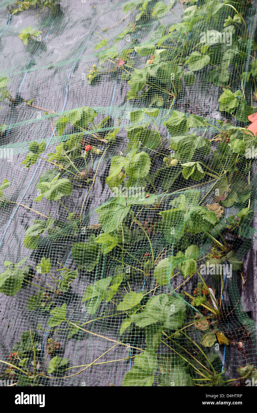 Net Over Strawberry Patch In Garden Stock Photo - Alamy
