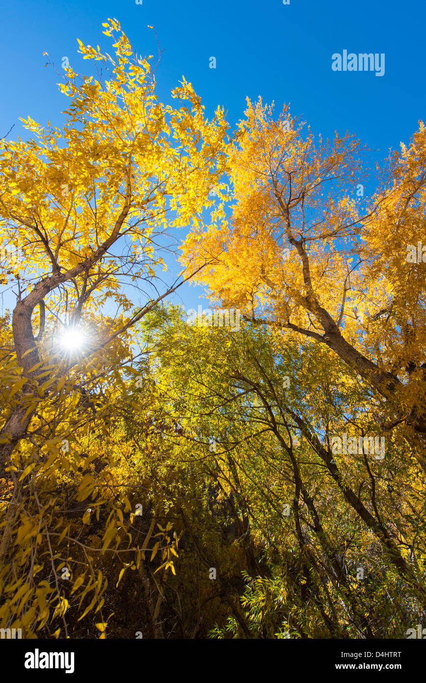 Sun rays peeking through forest hi-res stock photography and images - Alamy
