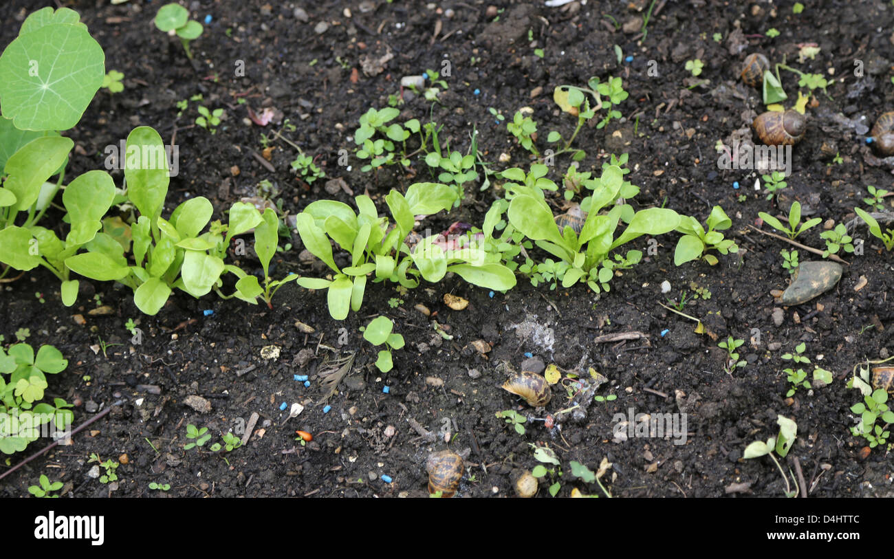 Dead snails pellets hi-res stock photography and images - Alamy