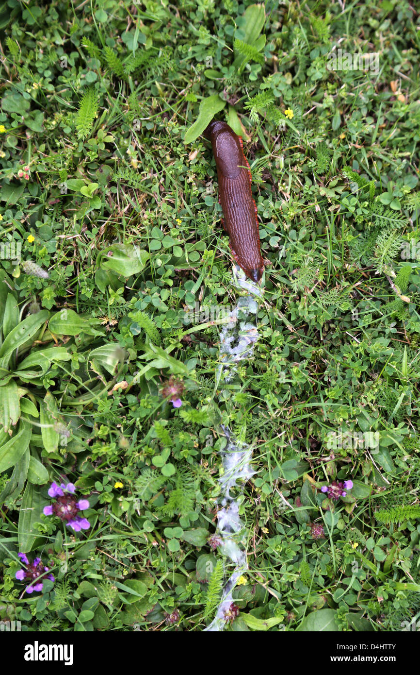 Dying Black Slug and Trail on a lawn Stock Photo - Alamy