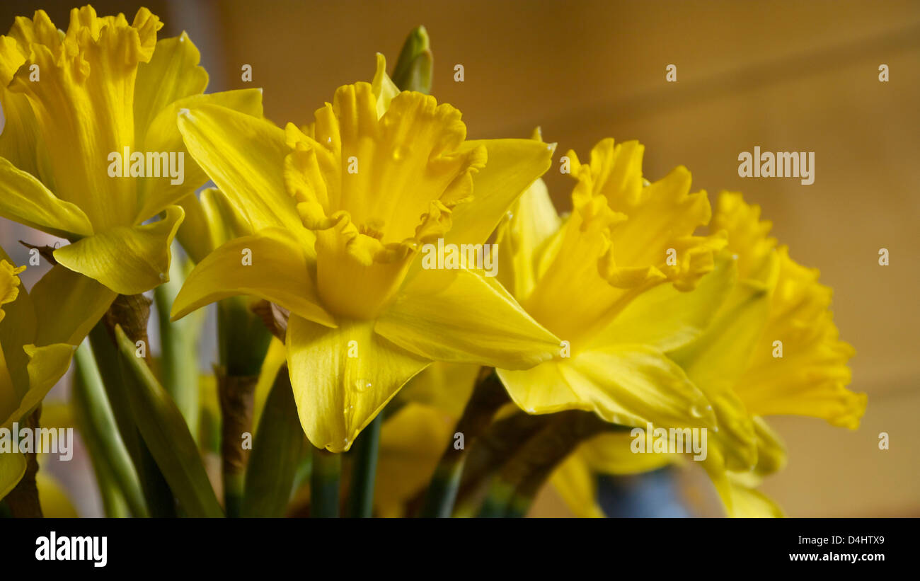 A close shot of a group of daffodils Stock Photo - Alamy
