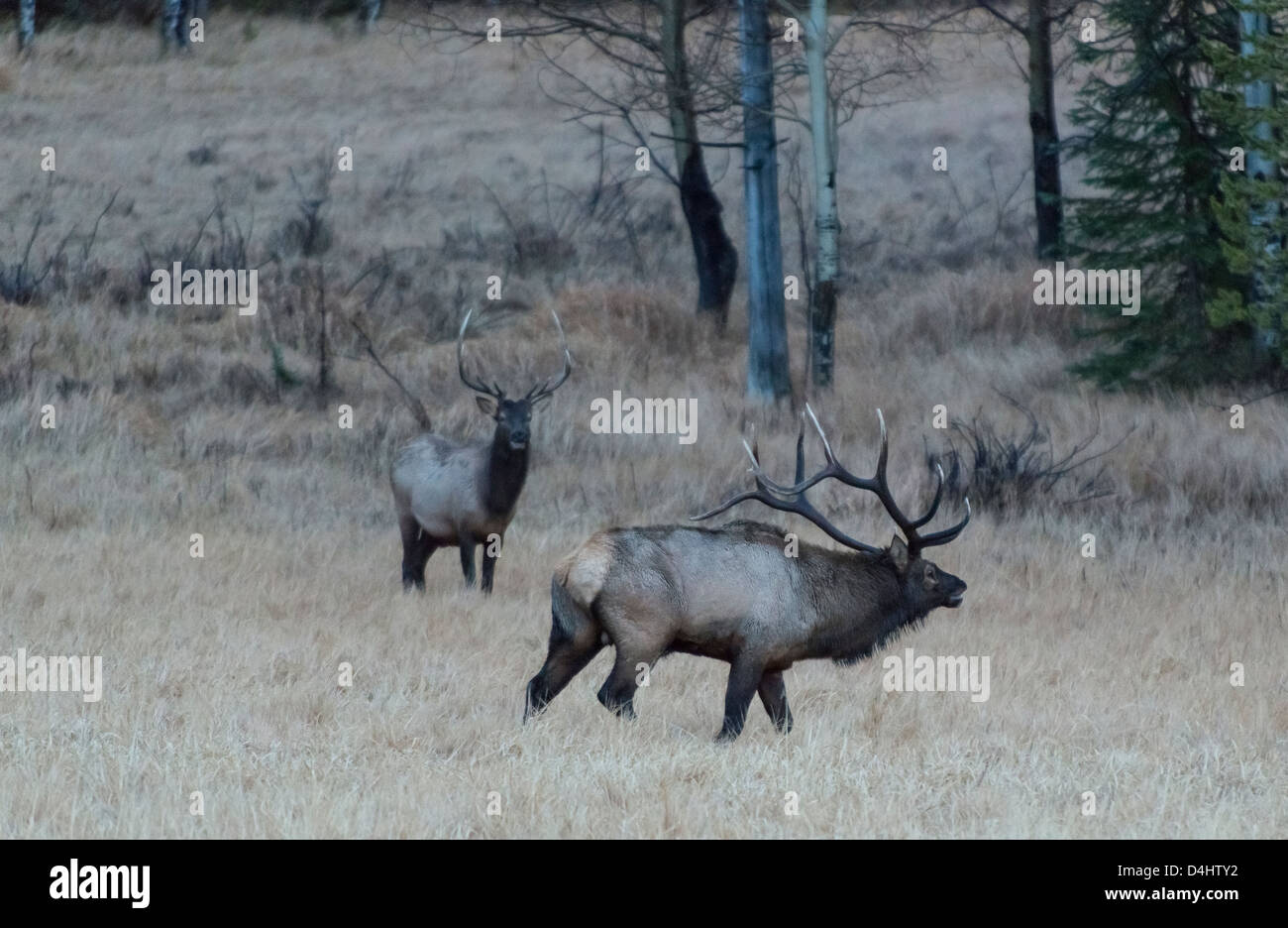 Big male elk being provoked by a younger male in the Rocky Mountains ...