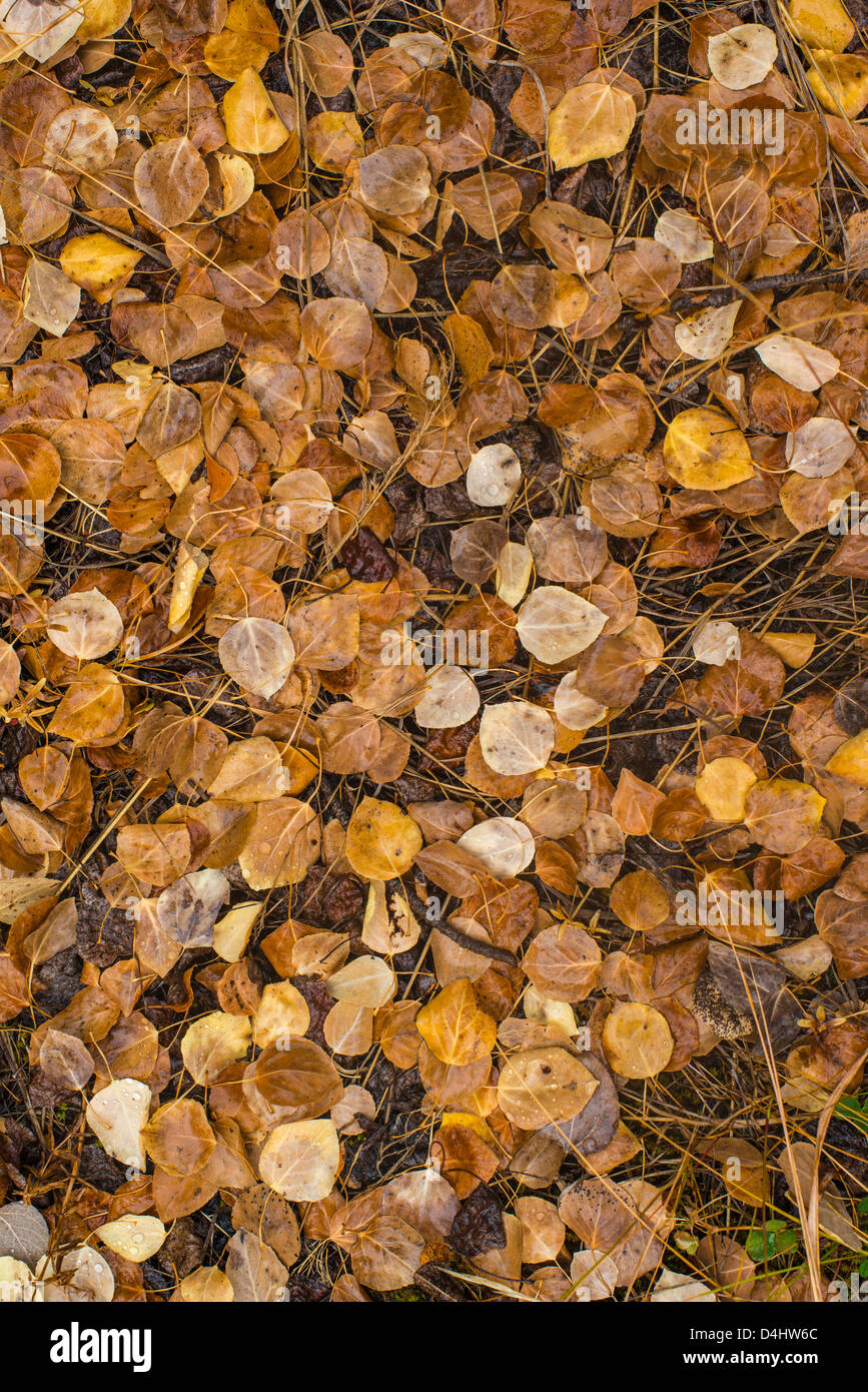 Colorful fall leaves on the ground in a forest Stock Photo - Alamy