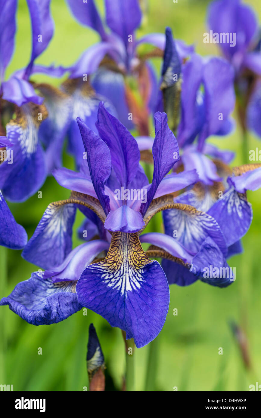 Close up of the flower of an iris Stock Photo - Alamy