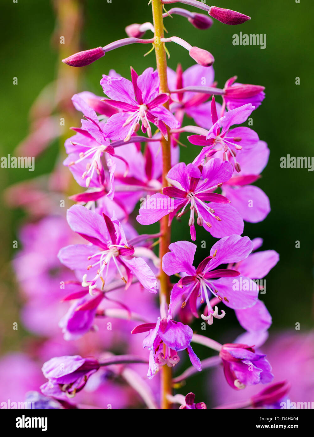 Alaska Arctic Fireweed Alaska High Resolution Stock Photography and ...