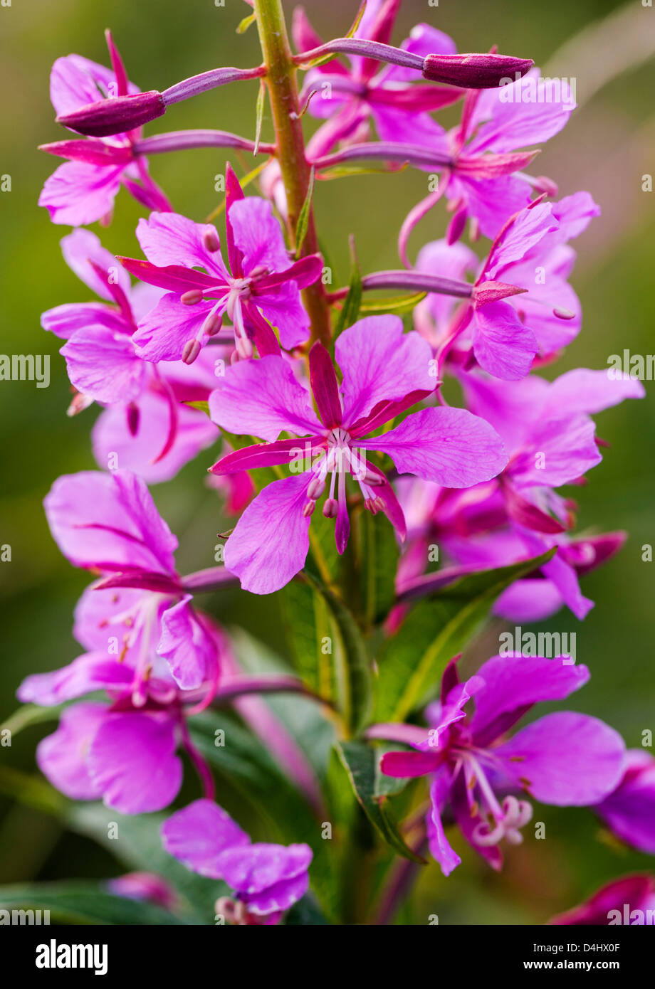 Alaska arctic fireweed alaska hi-res stock photography and images - Alamy