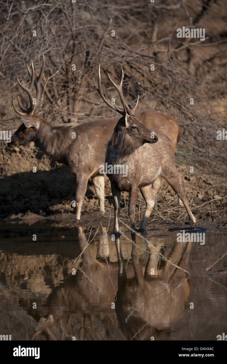 Wild Sambar Deer Stock Photo - Alamy