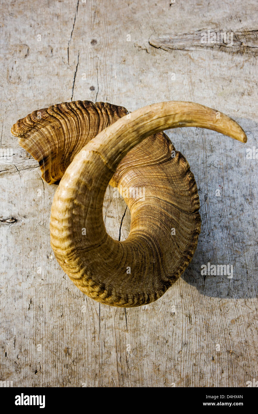 Old and broken horn from Dall Sheep (Ovis dalli), Denali National Park ...