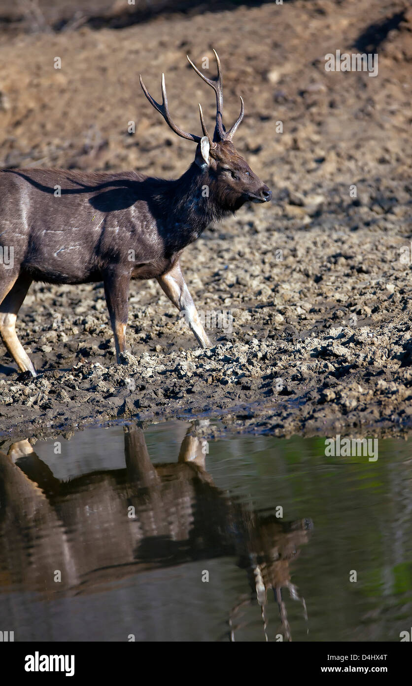 Wild Sambar Deer Stock Photo - Alamy