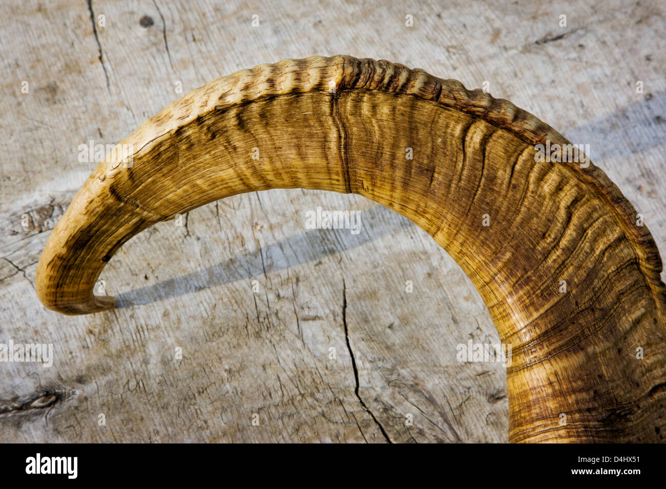 Old and broken horn from Dall Sheep (Ovis dalli), Denali National Park ...