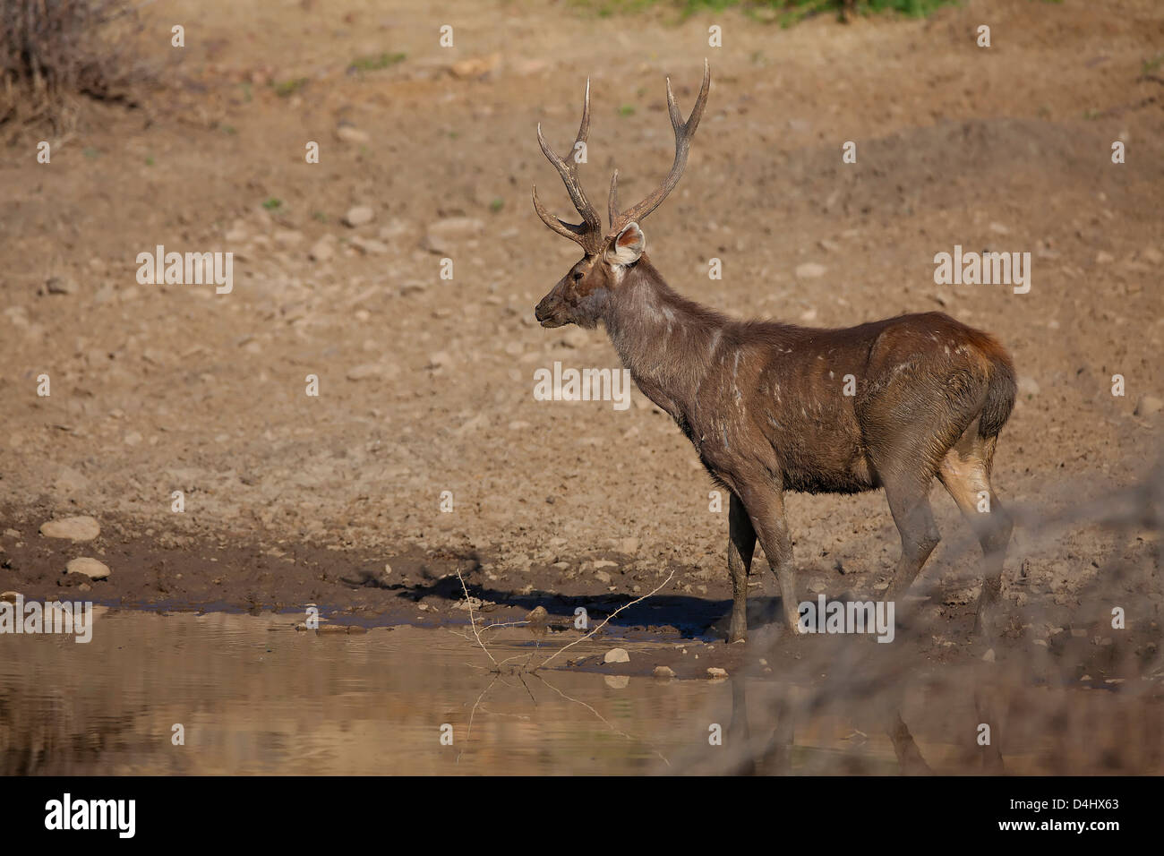 Wild Sambar Deer Stock Photo - Alamy