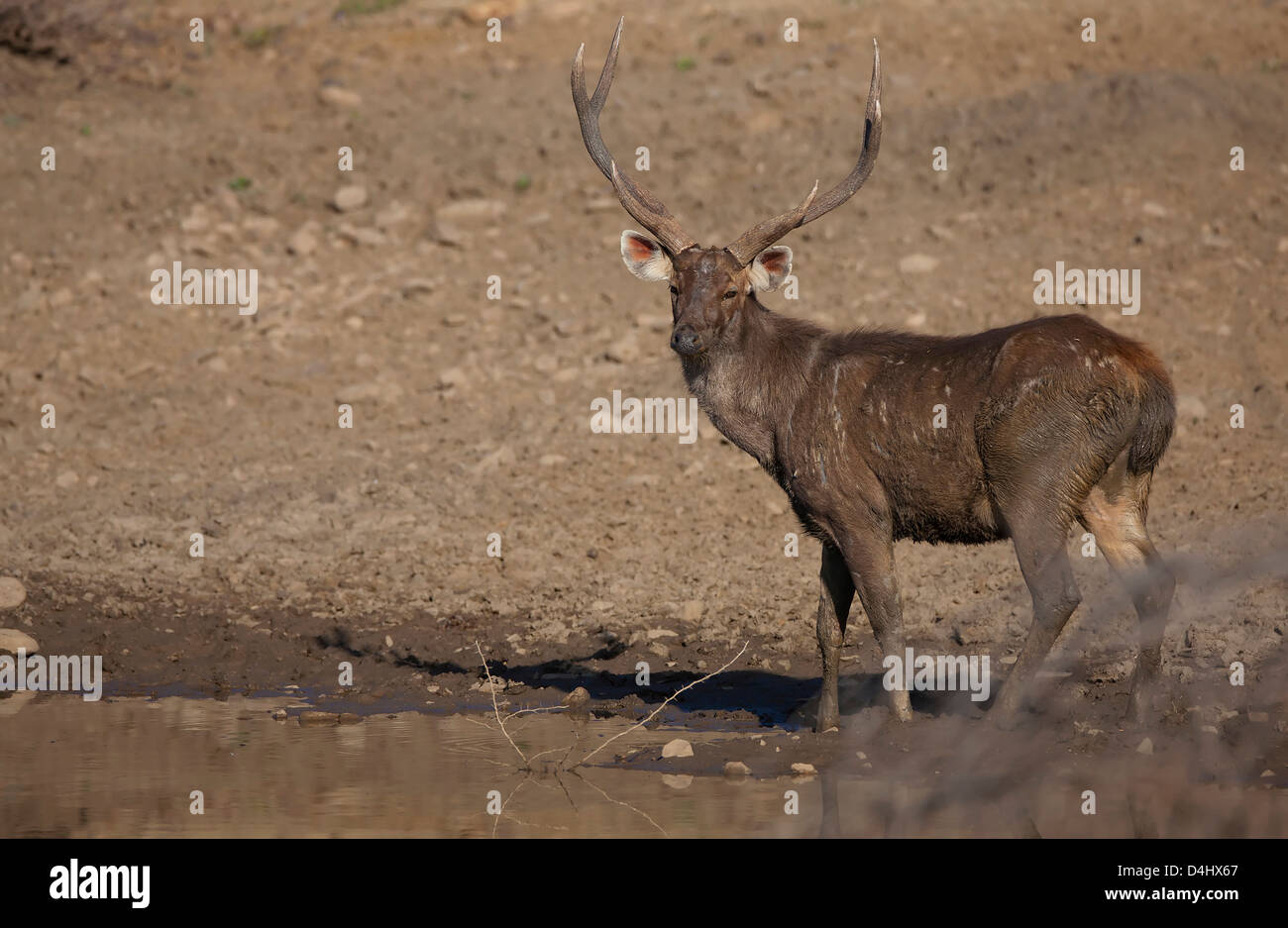Sambar deer stag hi-res stock photography and images - Alamy