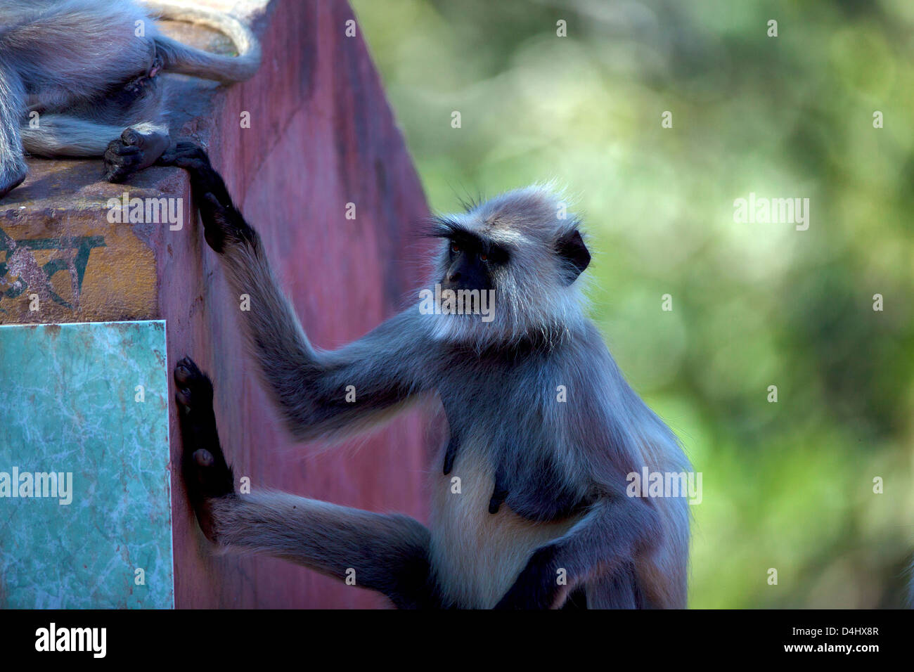 Hanuman Langur (Semnopitheaus entellus) Hanuman Langur (Semnopitheaus ...