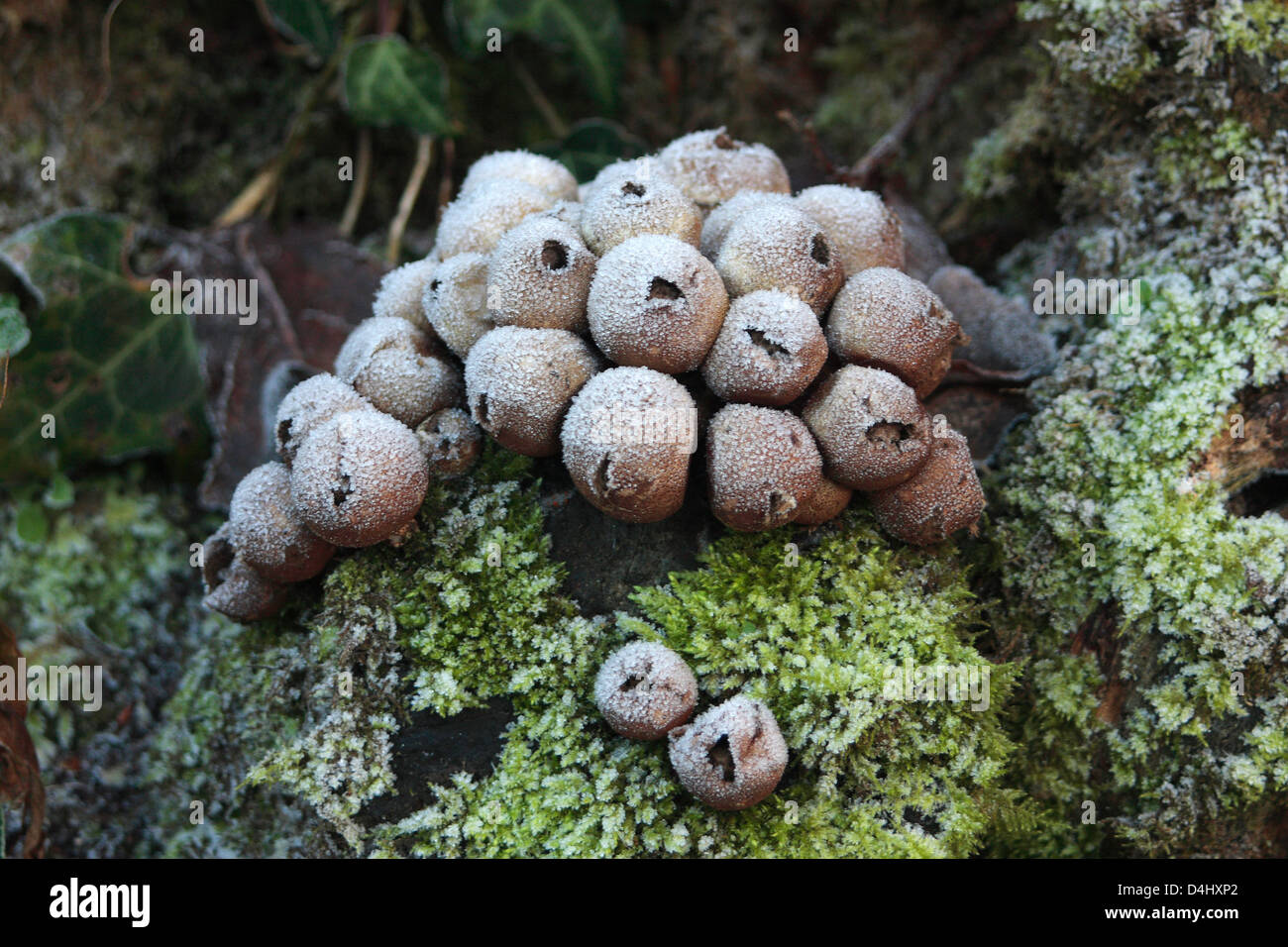 Puffball fungus hi-res stock photography and images - Alamy