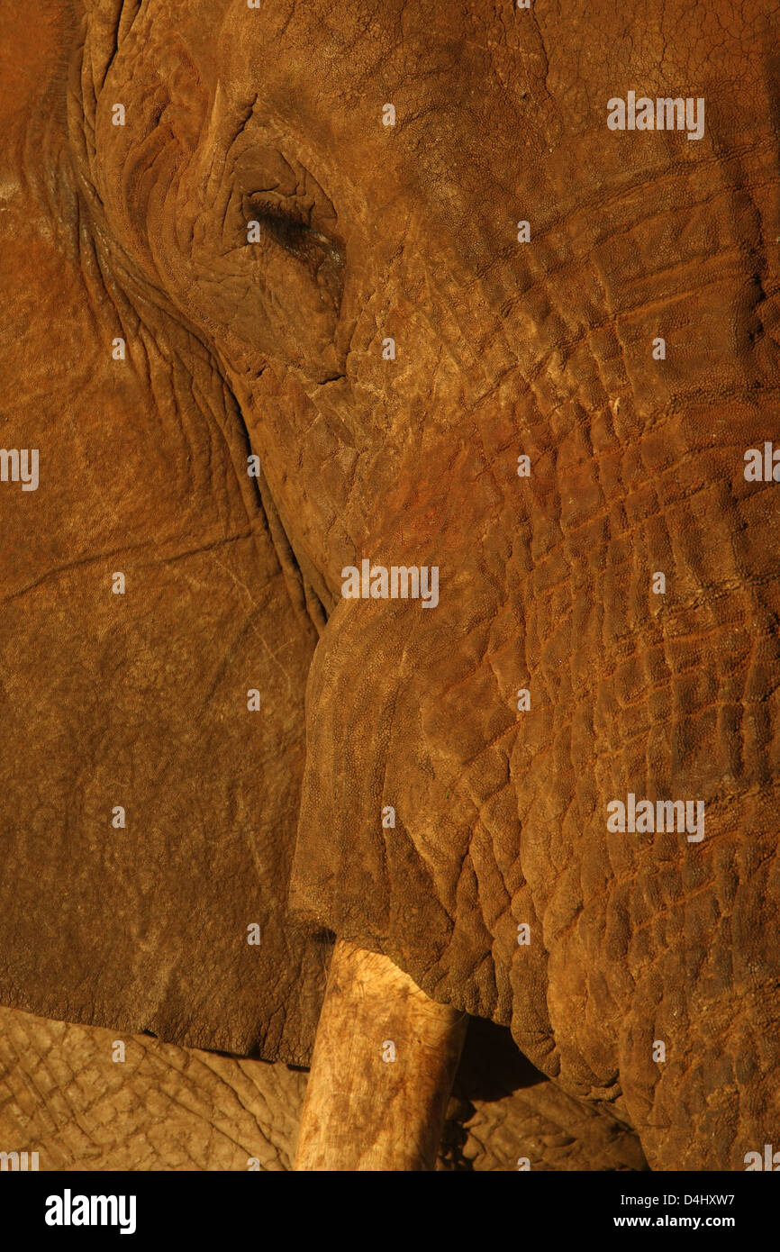 Elephant graveyard hi-res stock photography and images - Alamy