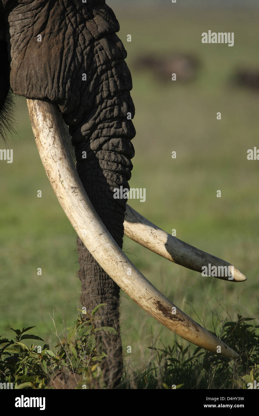 Elephant graveyard hi-res stock photography and images - Alamy