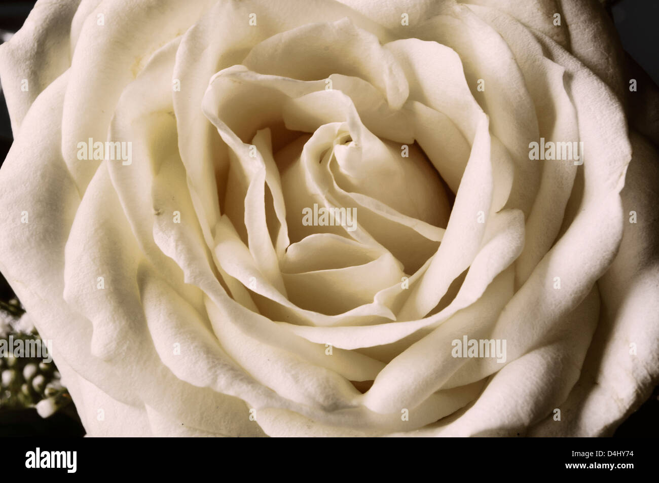 White rose beautiful hi-res stock photography and images - Alamy
