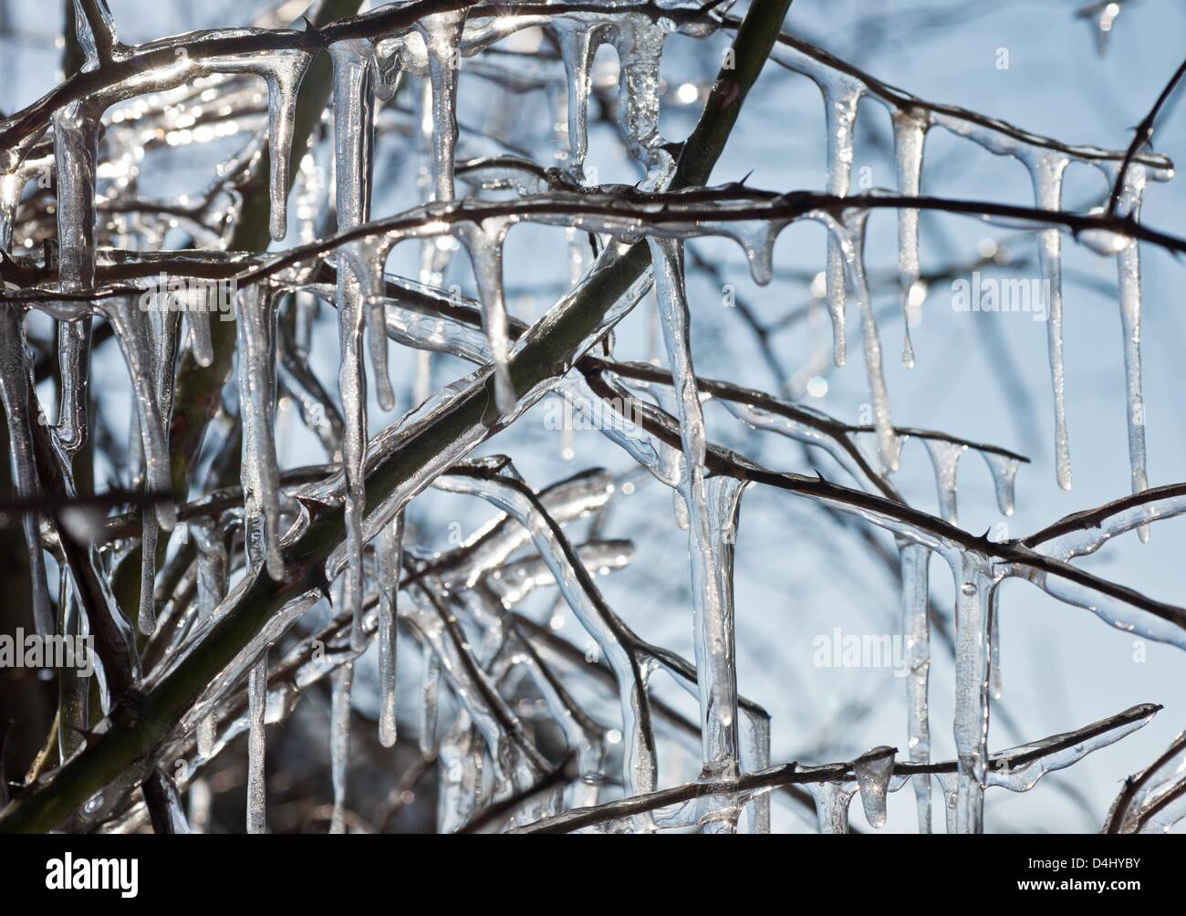 Small icicles have formed on a bush over the night in the 15 degree ...