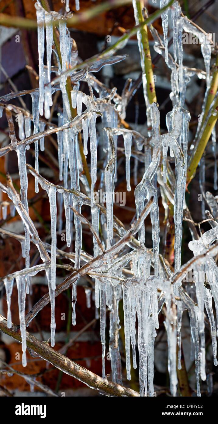 Small icicles have formed on a bush over the night in the 15 degree ...