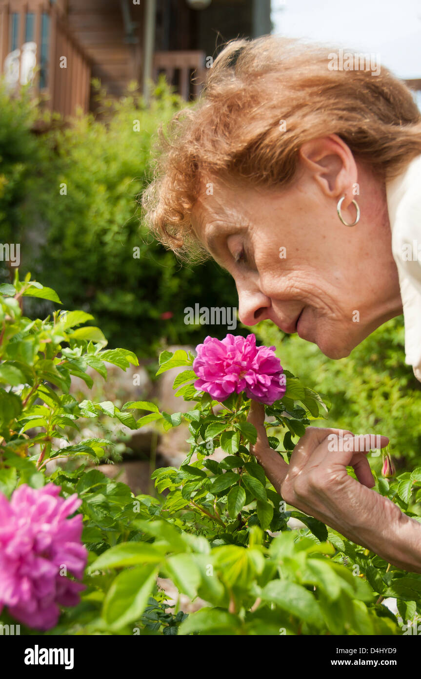 Senior lady smelling the rose of her garden Stock Photo - Alamy