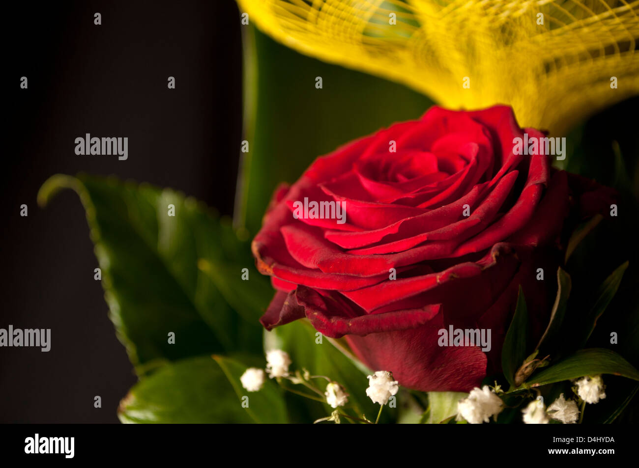 Beautiful red rose flower hi-res stock photography and images - Alamy