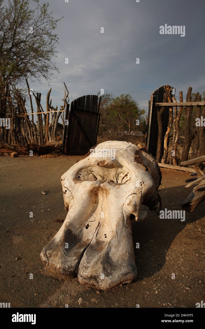 Elephants skull hi-res stock photography and images - Alamy