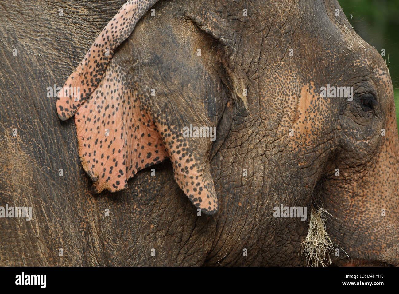Oliphants hi-res stock photography and images - Alamy