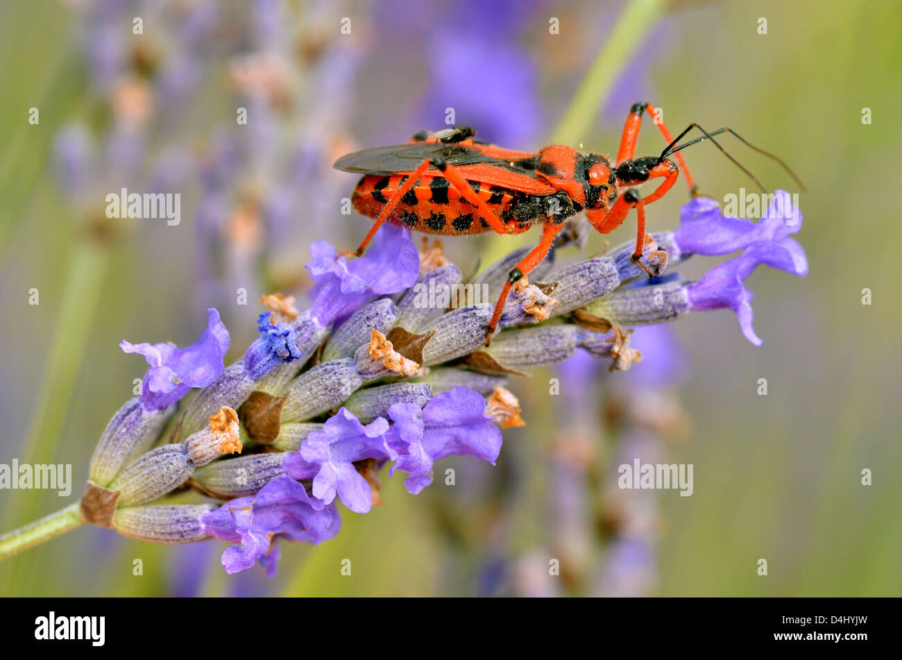 Red Assassin Bug Stock Photos & Red Assassin Bug Stock Images - Alamy