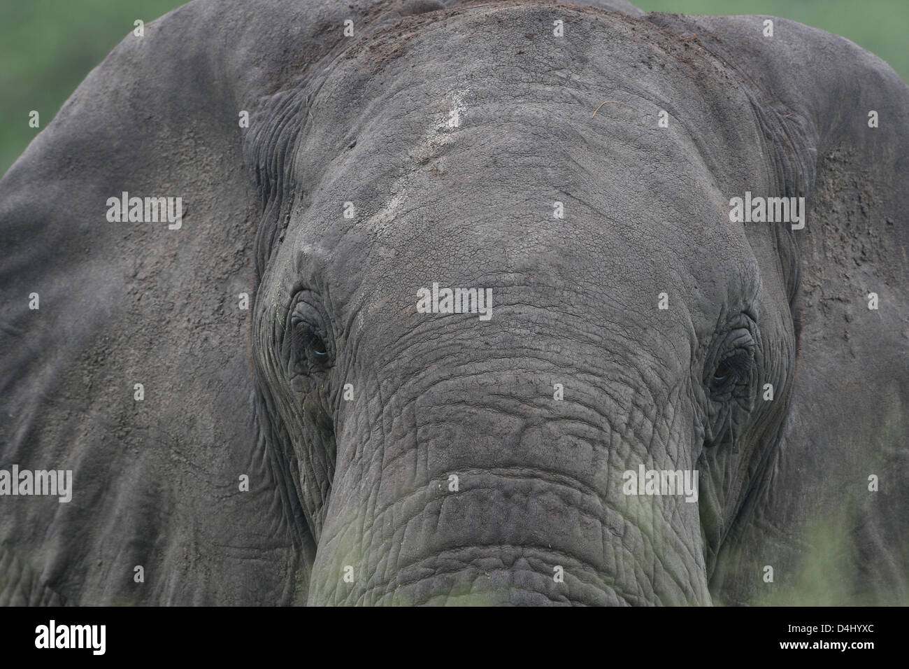 Head of elephant Stock Photo - Alamy