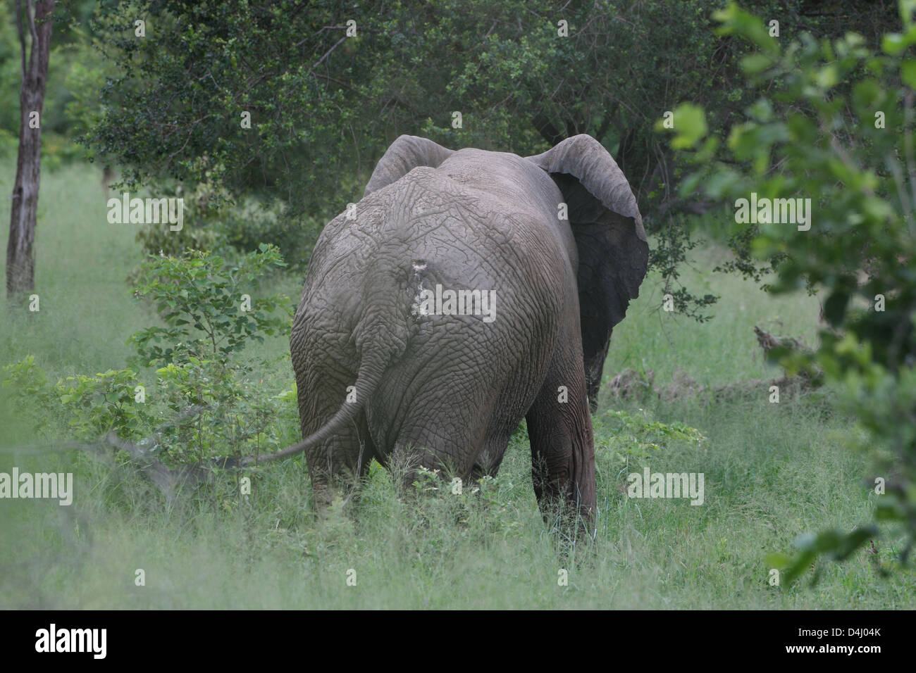 elephant from behind Stock Photo - Alamy