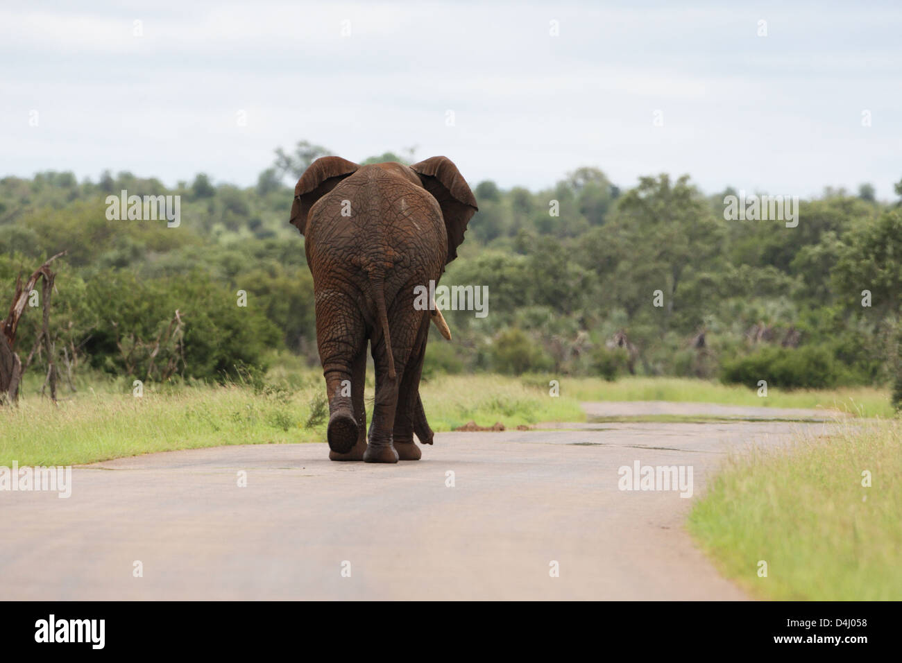 Elephant walking down the road Stock Photo - Alamy