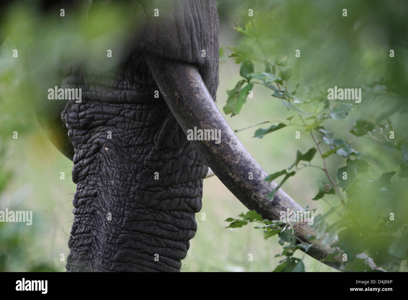 Elephant trunk and tusk Stock Photo - Alamy