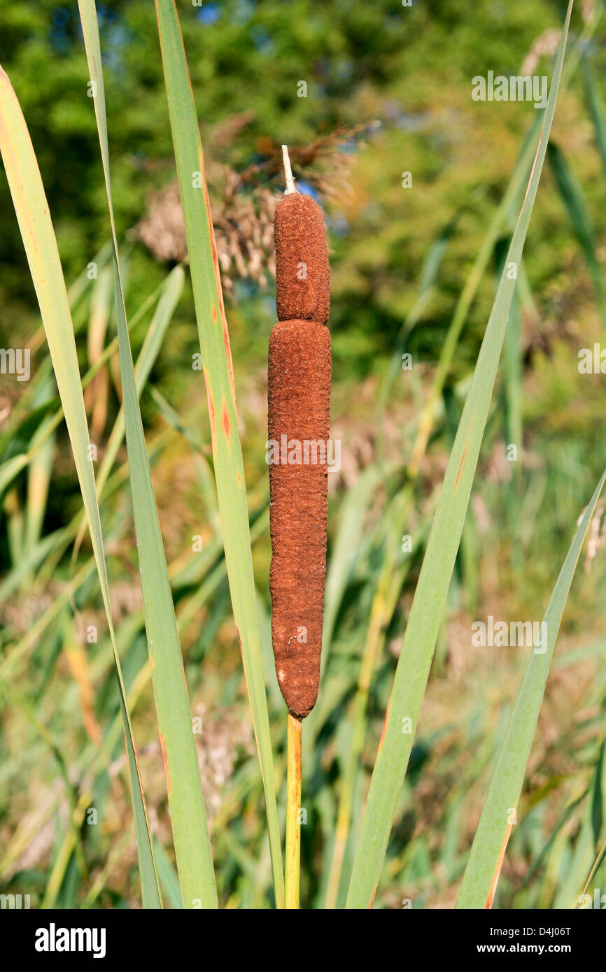 Bull rush hi-res stock photography and images - Alamy