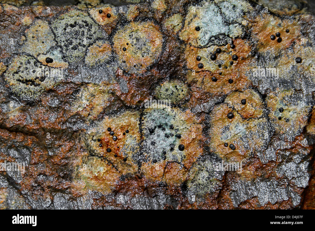 Crustose Lichen Rhizocarpon oederi Stock Photo - Alamy