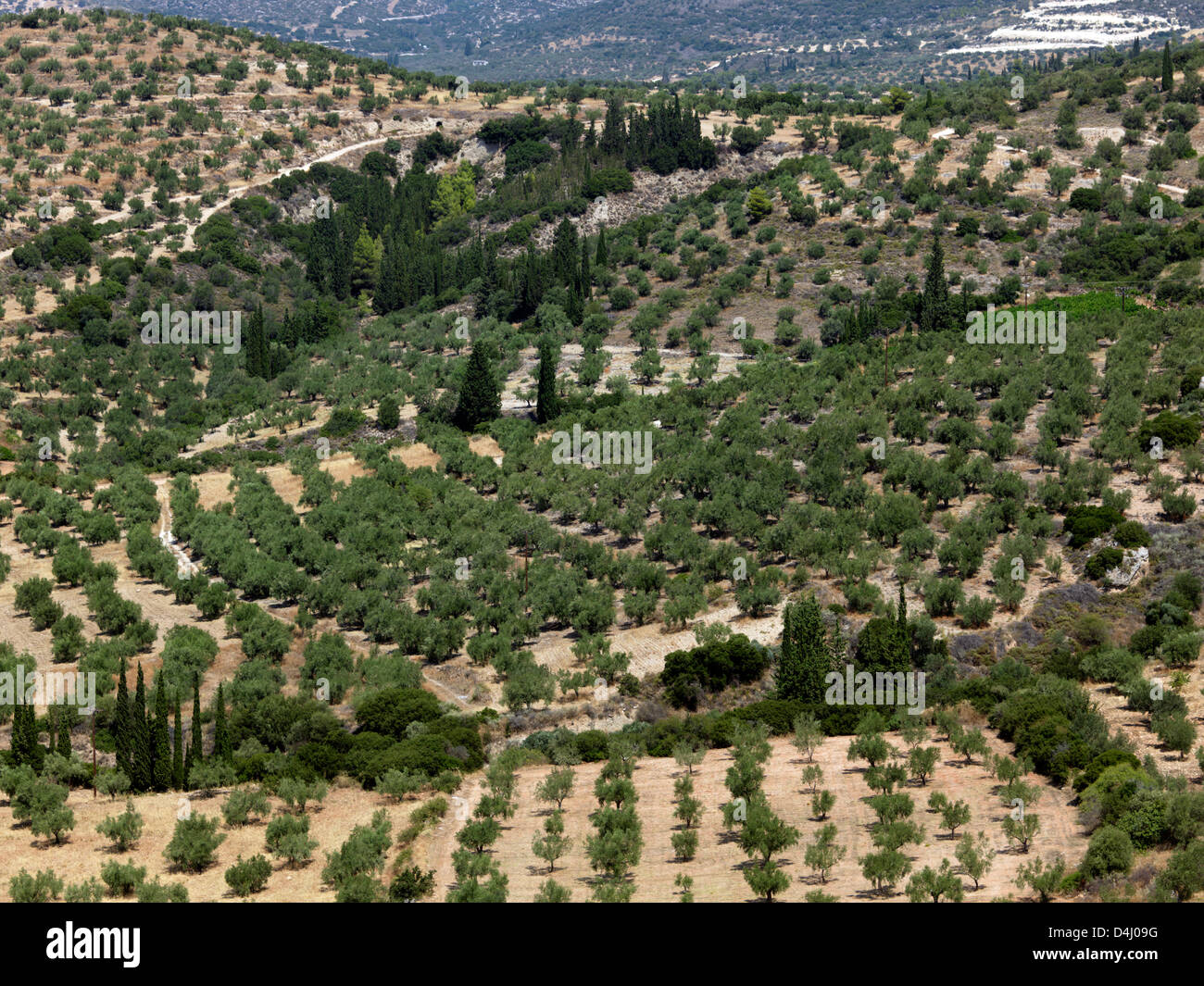Cyprus trees hi-res stock photography and images - Alamy
