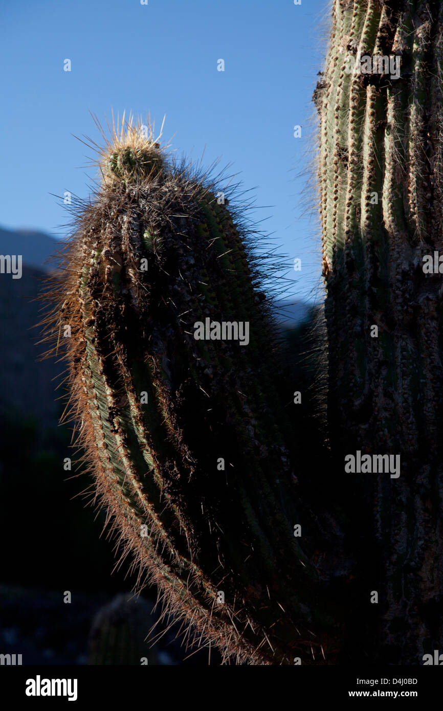 Arid landscape and canyons with cactus and desert rock formations near ...