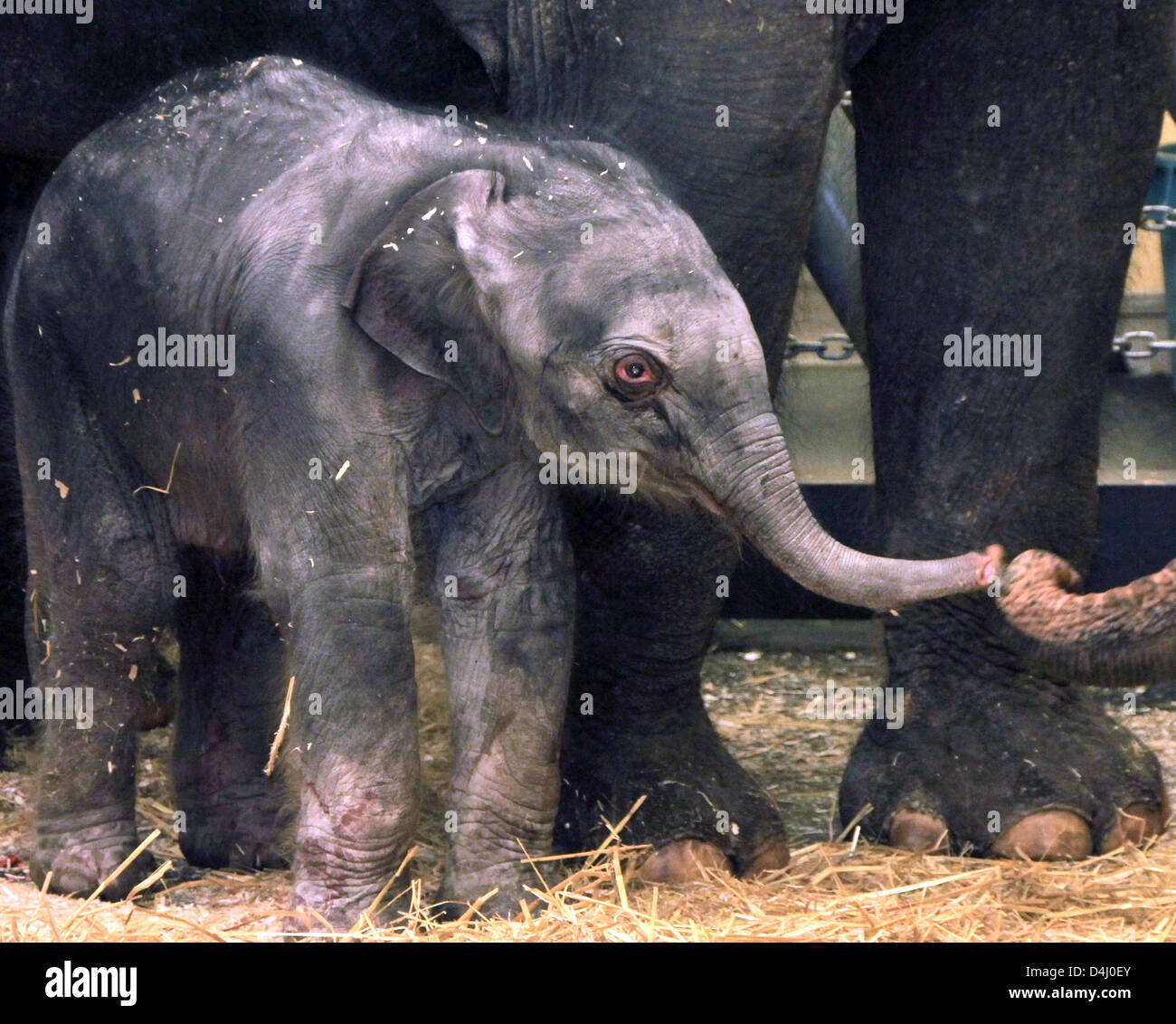 (HANDOUT) - A handout from the Hanover Zoo dated 14 March 2013 shows a ...