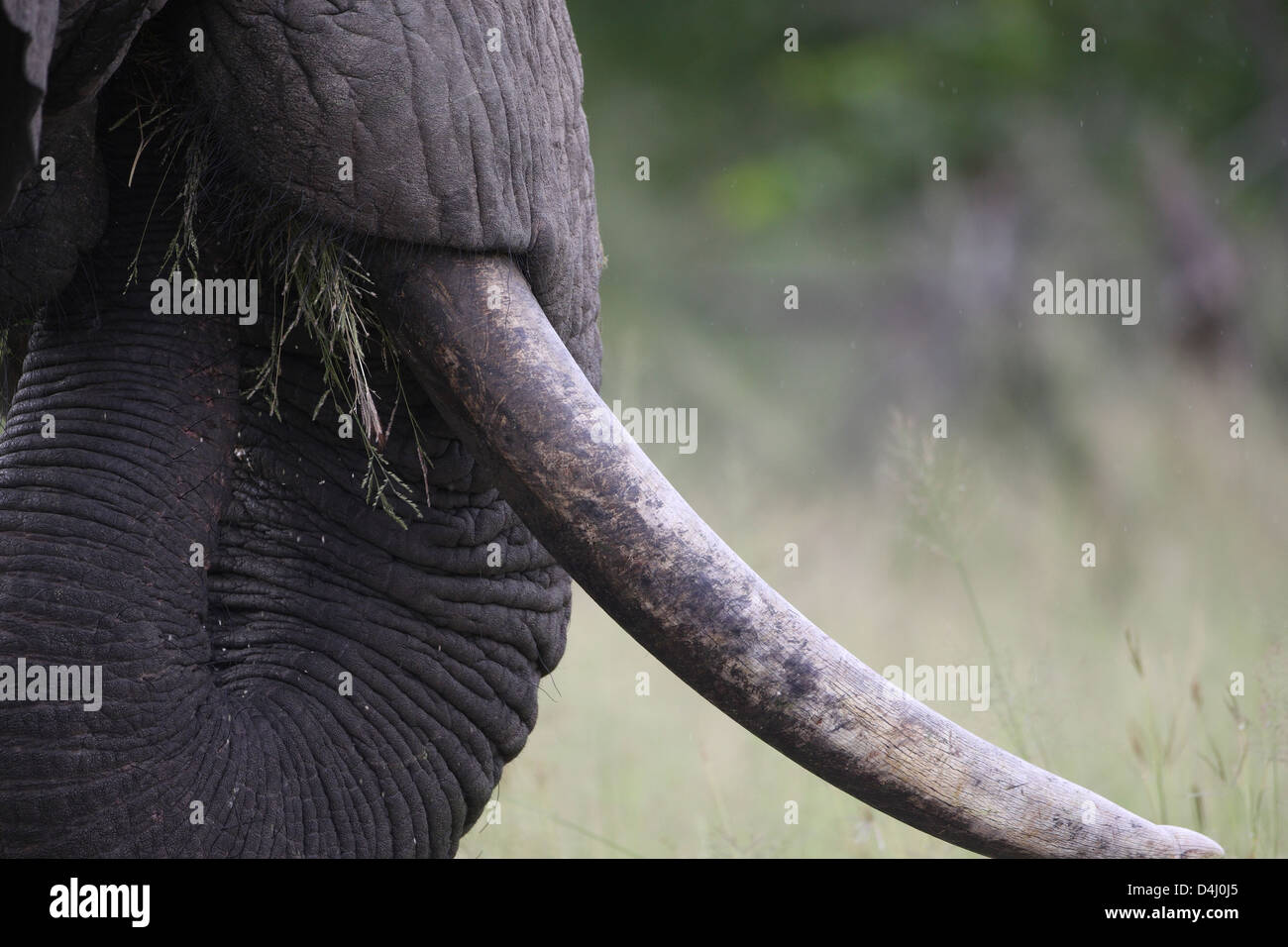elephant eating with trunk Stock Photo - Alamy