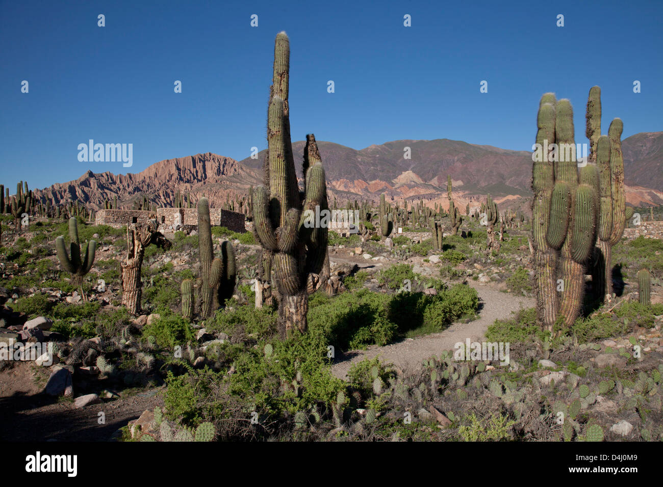 Arid landscape and canyons with cactus and desert rock formations near ...
