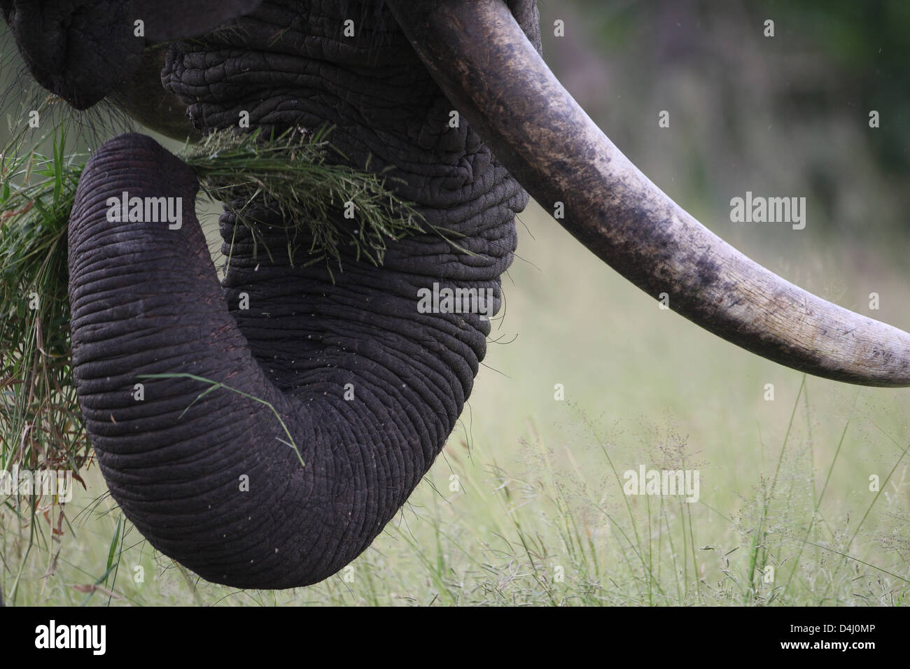 elephant eating with trunk Stock Photo - Alamy