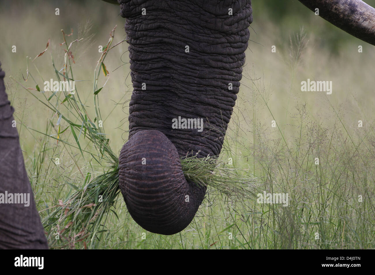 elephant eating with trunk Stock Photo - Alamy