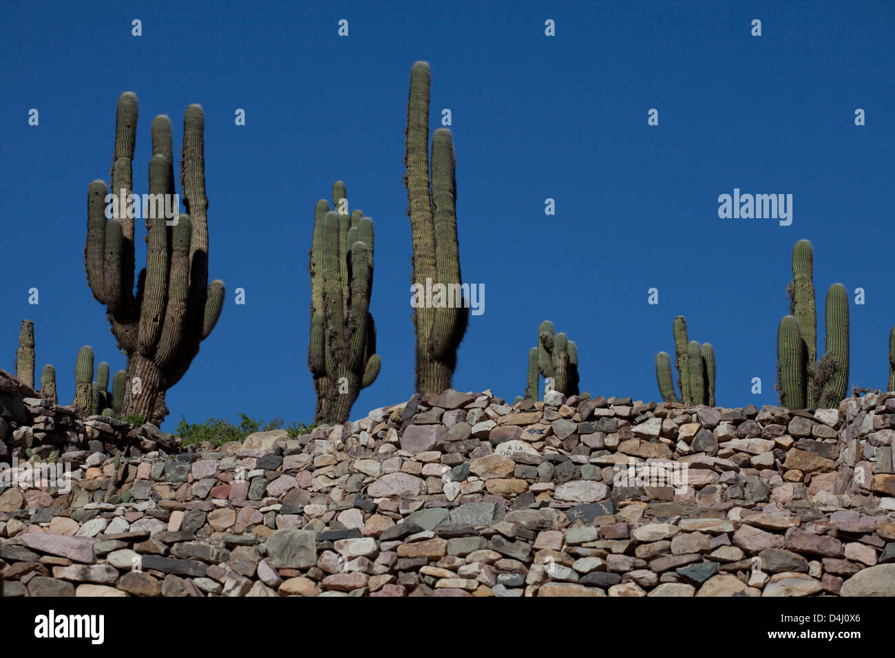 Arid landscape and canyons with cactus and desert rock formations near ...