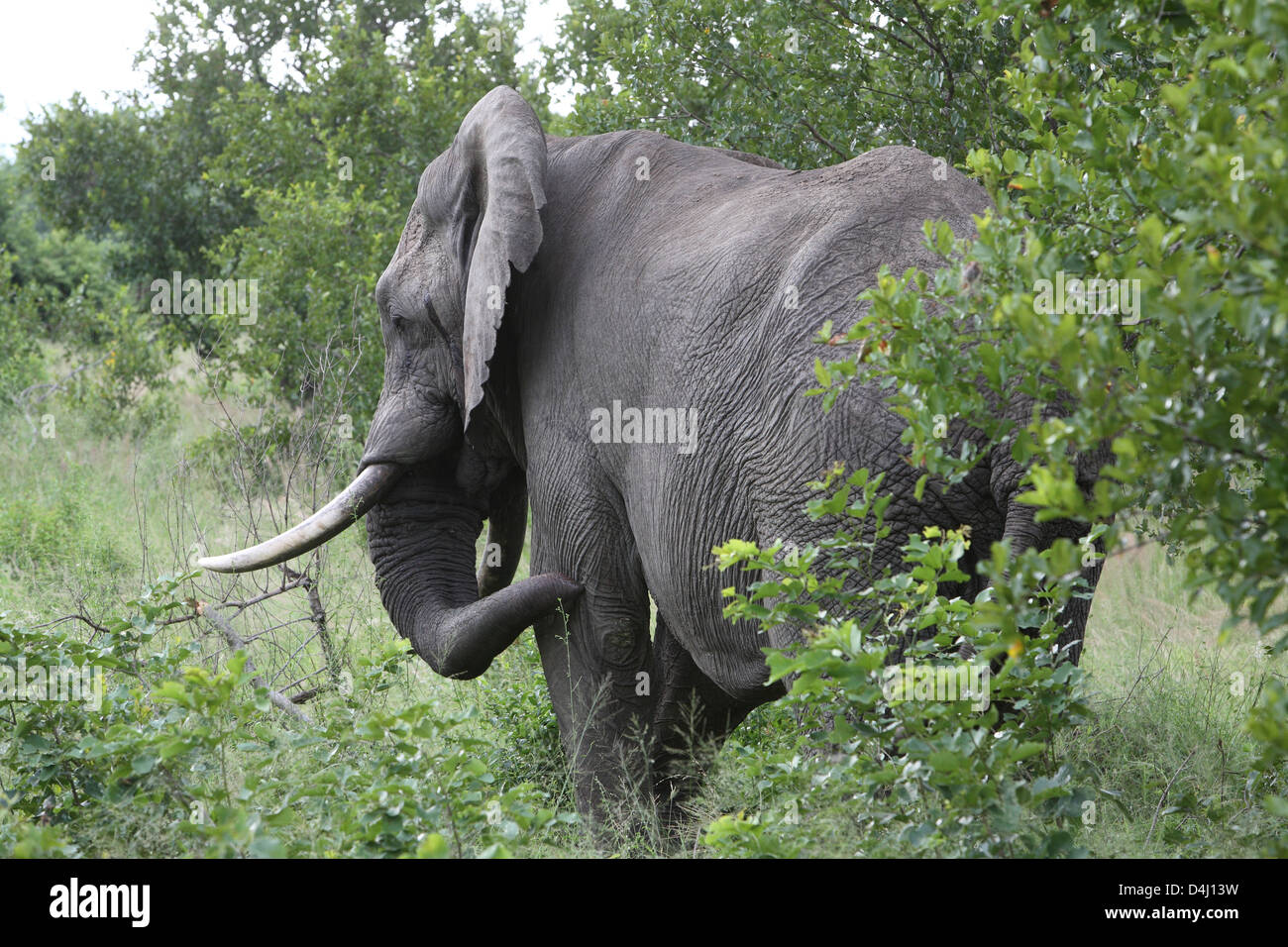 Elephant bull in musth hi-res stock photography and images - Alamy