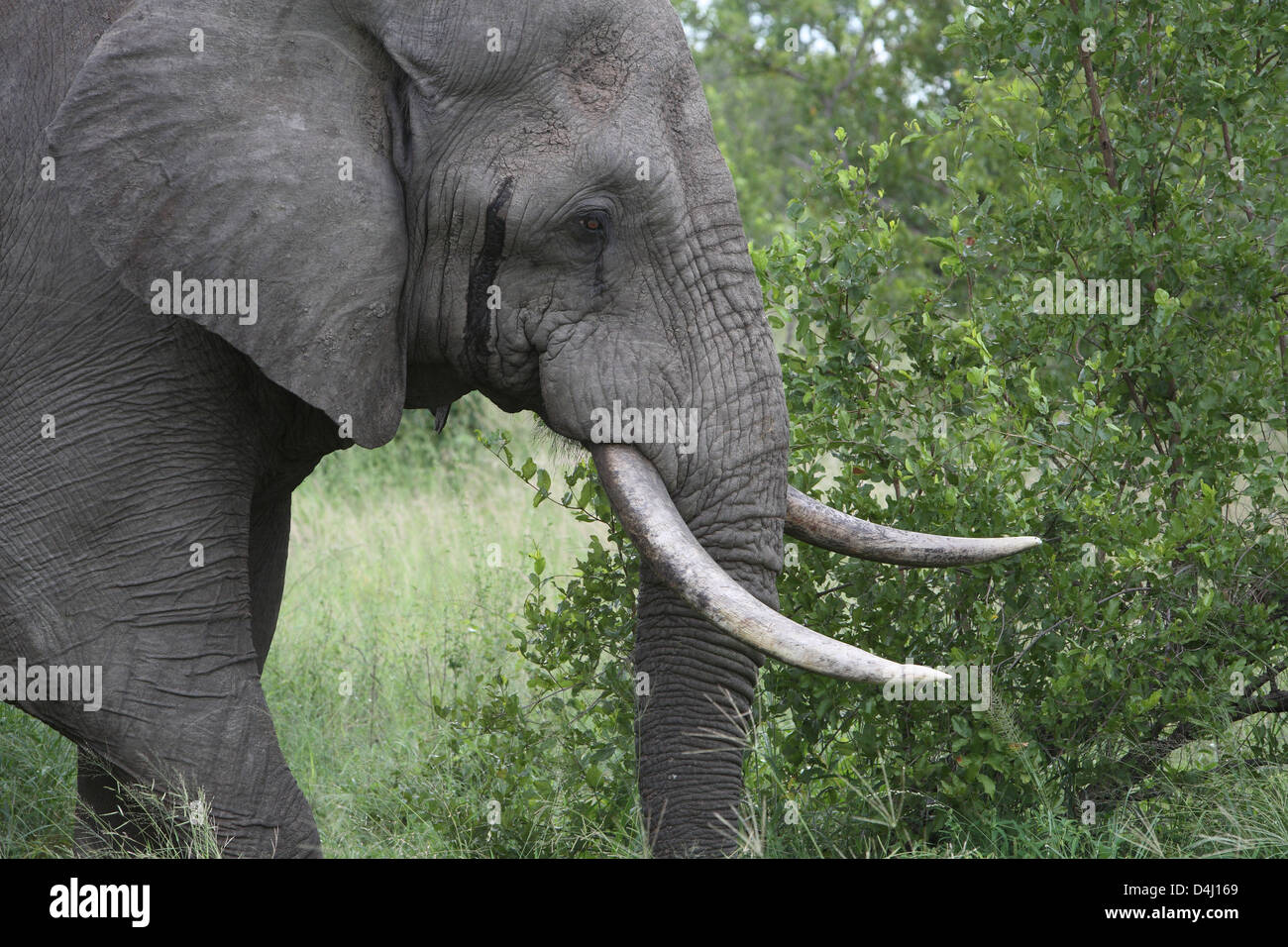 elephant in musth Stock Photo - Alamy