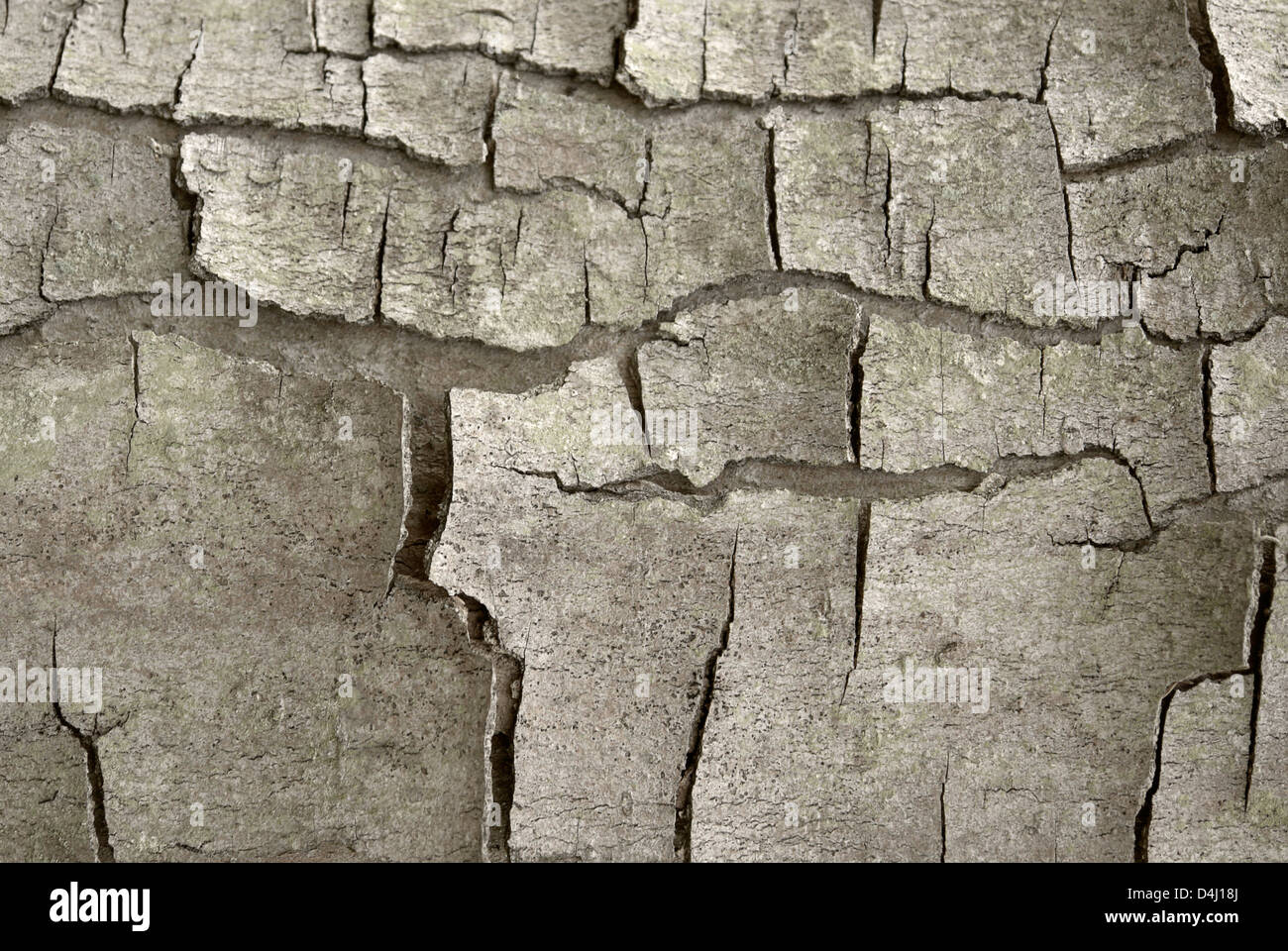 Fissured bark hi-res stock photography and images - Alamy